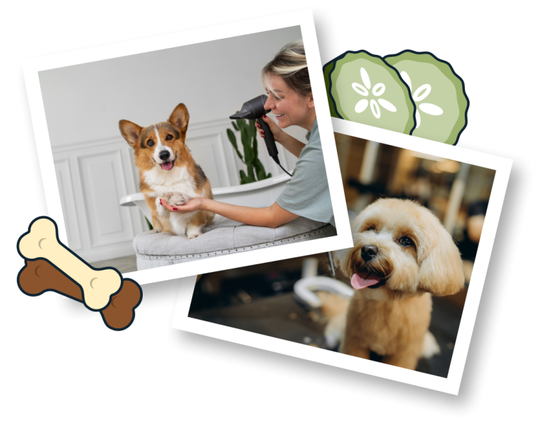 Dog Day Care & Grooming in Chelmsford area– Mabel & Friends