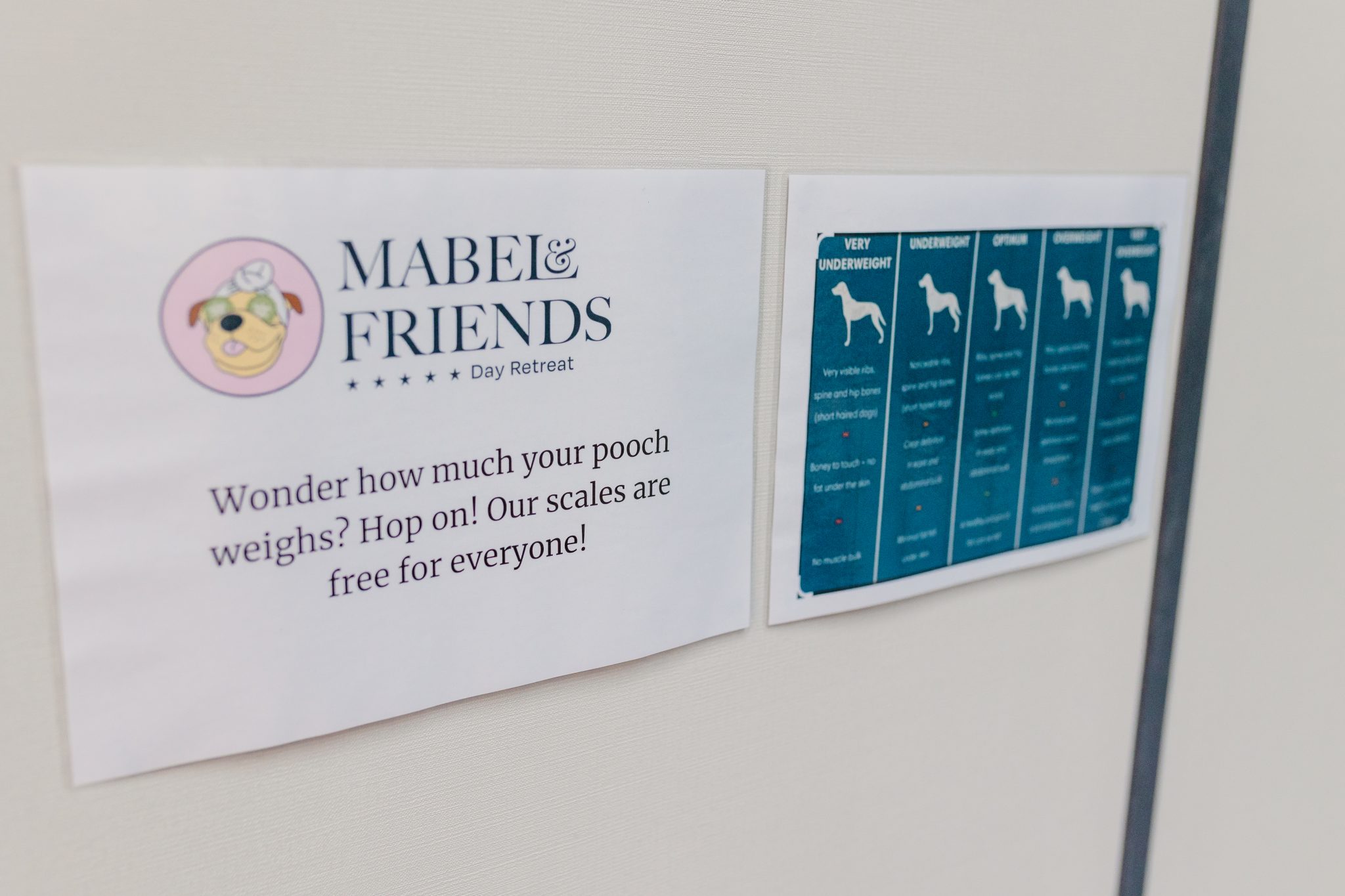 Gallery | Mabel and Friends
